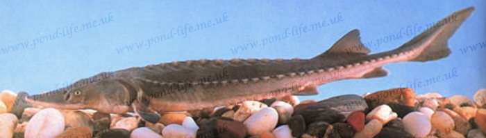 Chinese Sturgeon (Acipenser sinensis) - sturgeons - Pond Life