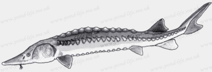 Chinese Sturgeon (Acipenser sinensis) - sturgeons - Pond Life