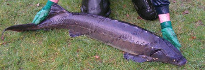 Sturgeons and Paddlefishes (Acipenseriformes) - Sturgeon and Paddlefish ...